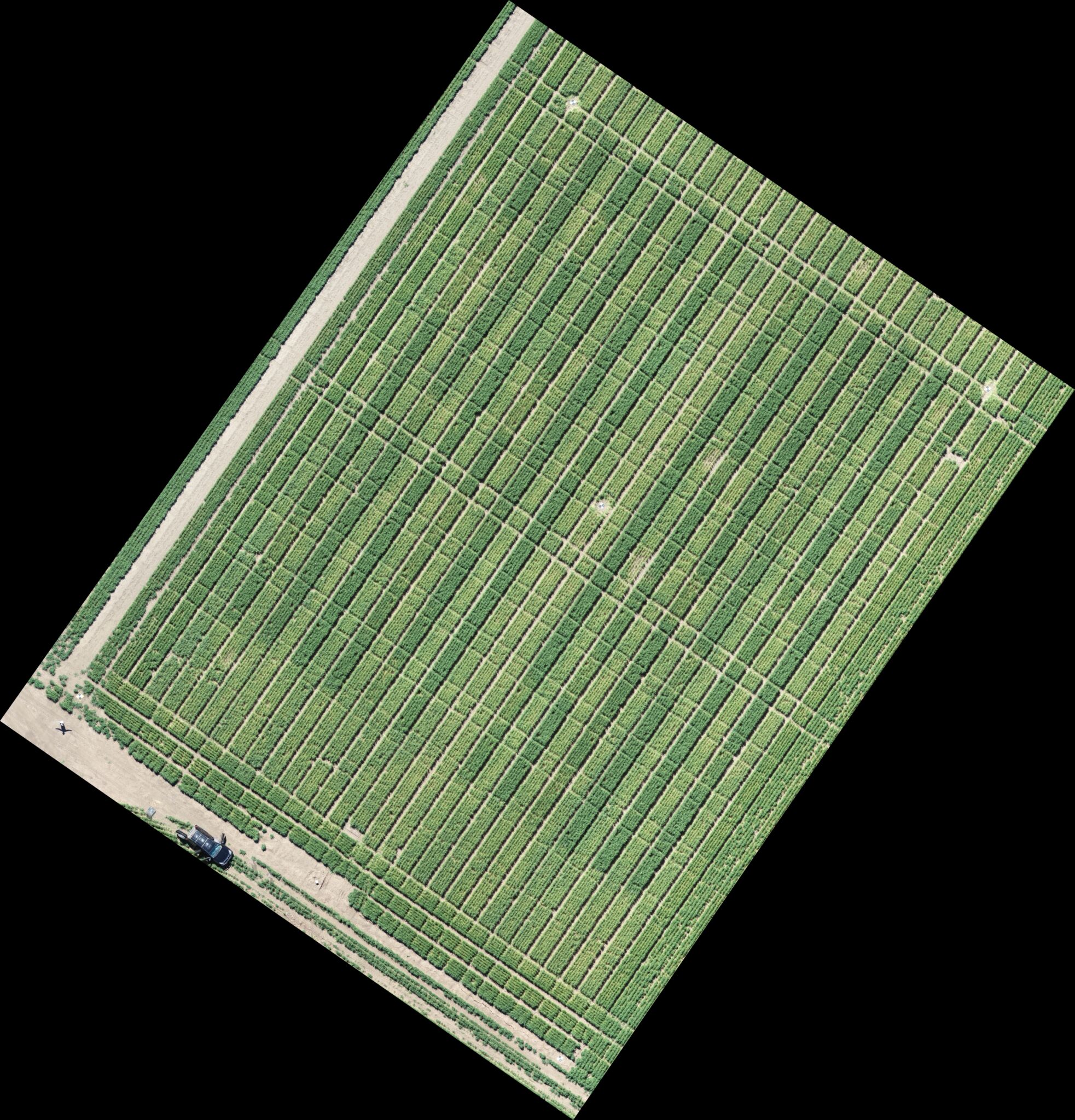 Drone Based Phenotyping Airbourn Insight