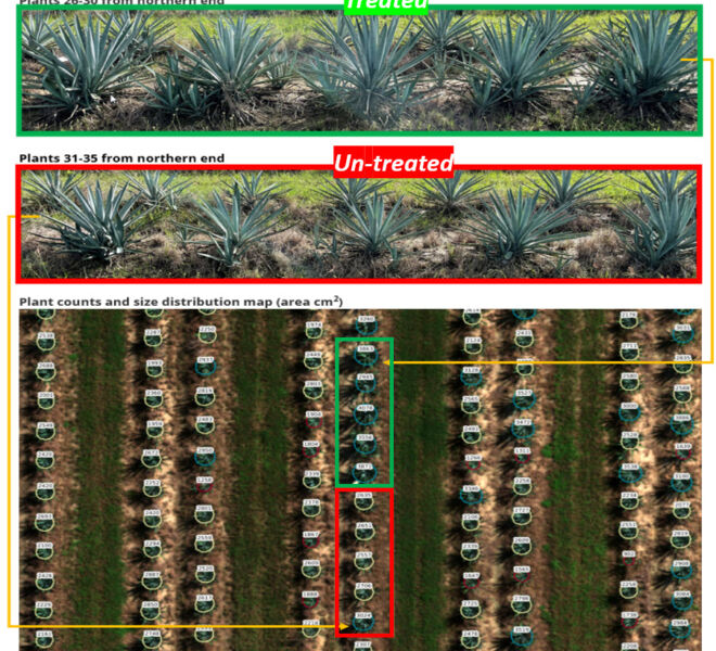 Drone based Phenotyping - Airbourn Insight